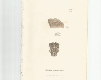 Lichen drawing | Etsy