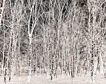 Items similar to white birch forest - natural white birch woods wall ...