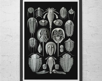 Victorian science | Etsy