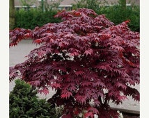 Popular items for maple tree seeds on Etsy