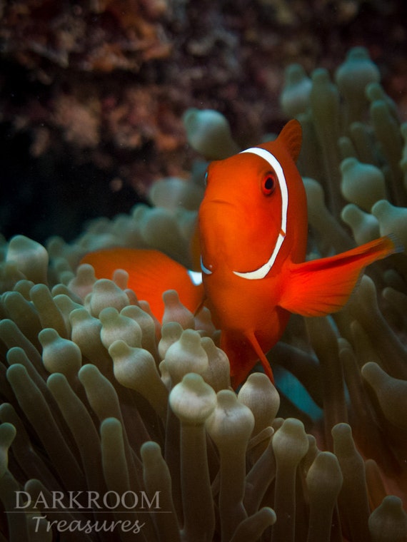 Clownfish Portrait Great Barrier Reef Underwater Photography