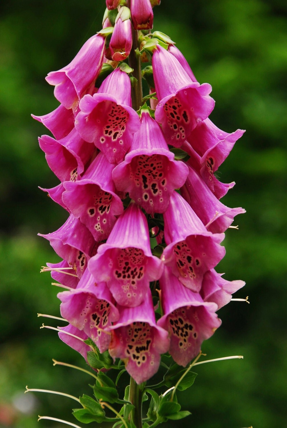 Pink Foxglove