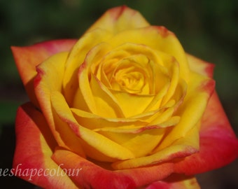 Items similar to Vintage ROSE Nature Photography Vintage Nostalgia ...