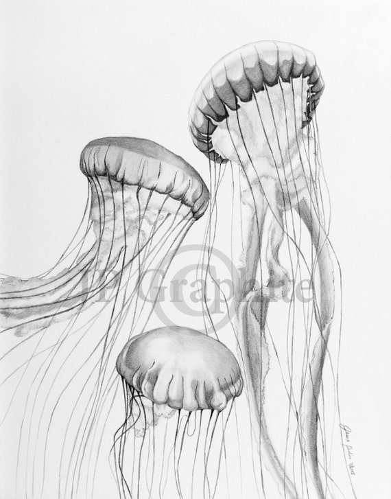 Items similar to Jellyfish graphite pencil drawing by Maine artist ...