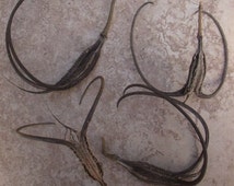 Popular items for devils claw on Etsy