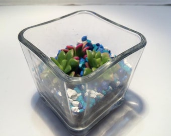 Square terrarium | Etsy