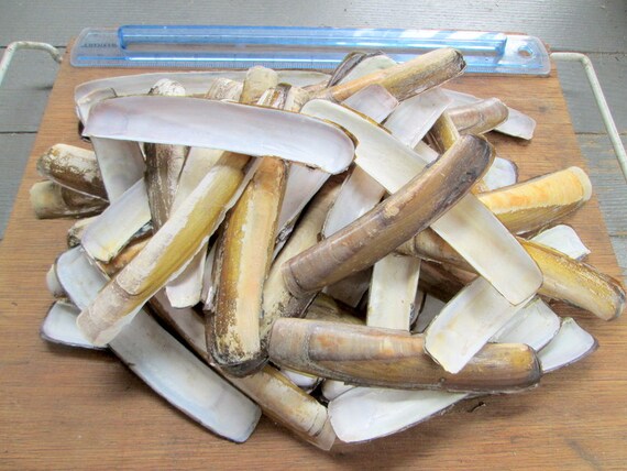50 Razor Clam Shells Atlantic Razor Clams Jackknife Clam
