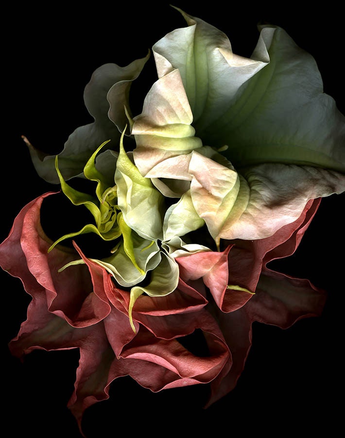 Flower Photography Botanical Art Print Nature by MiakiBloomStudio