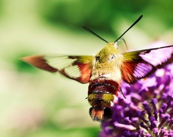 Hummingbird moth | Etsy