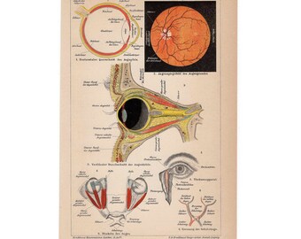 1906 scald head human anatomy original by antiqueprintstore