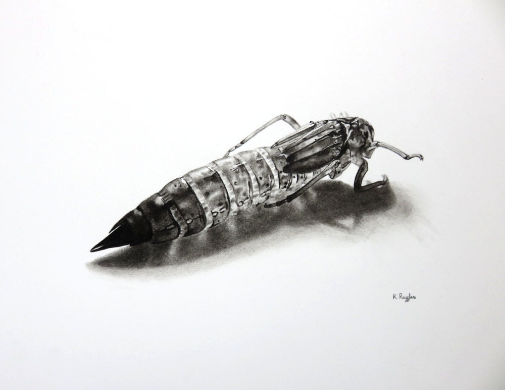 Dragonfly nymph original charcoal pencil drawing wildlife