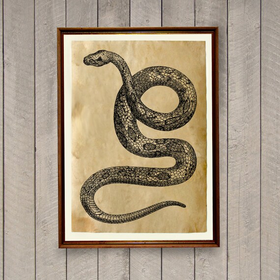 Snake poster Vintage art print Retro home decor AK858