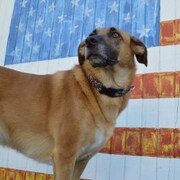4 Paws Only Novelties by 4PawsOnlyNovelties on Etsy
