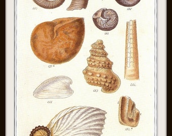 Marine biology print | Etsy