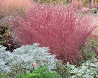 Five Big bluestem Red October Evergreen Ornamental Grasses