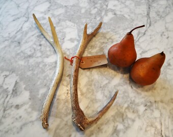 Axis deer antler | Etsy