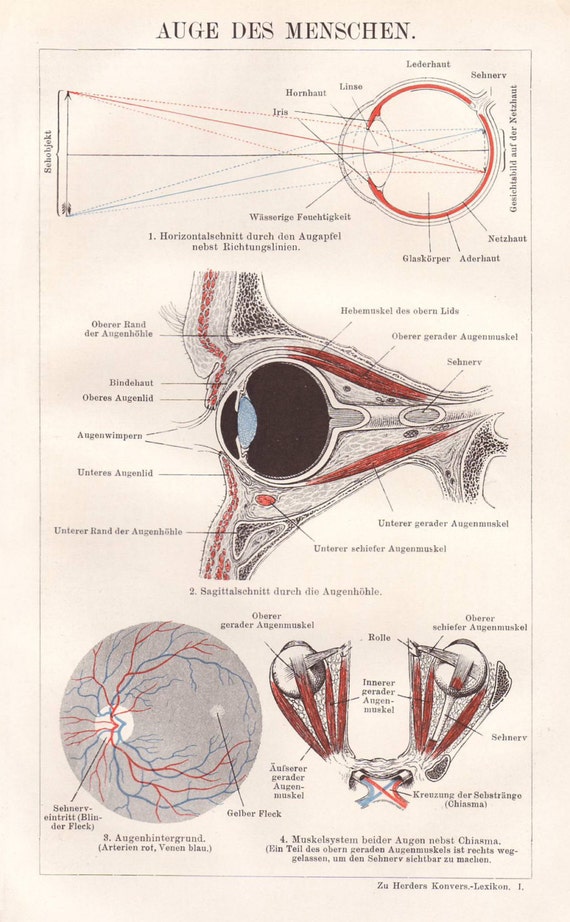 Human eye original 1922 anatomy print Optical system