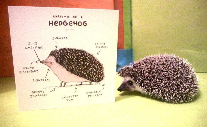 Anatomy Of A Hedgehog Card