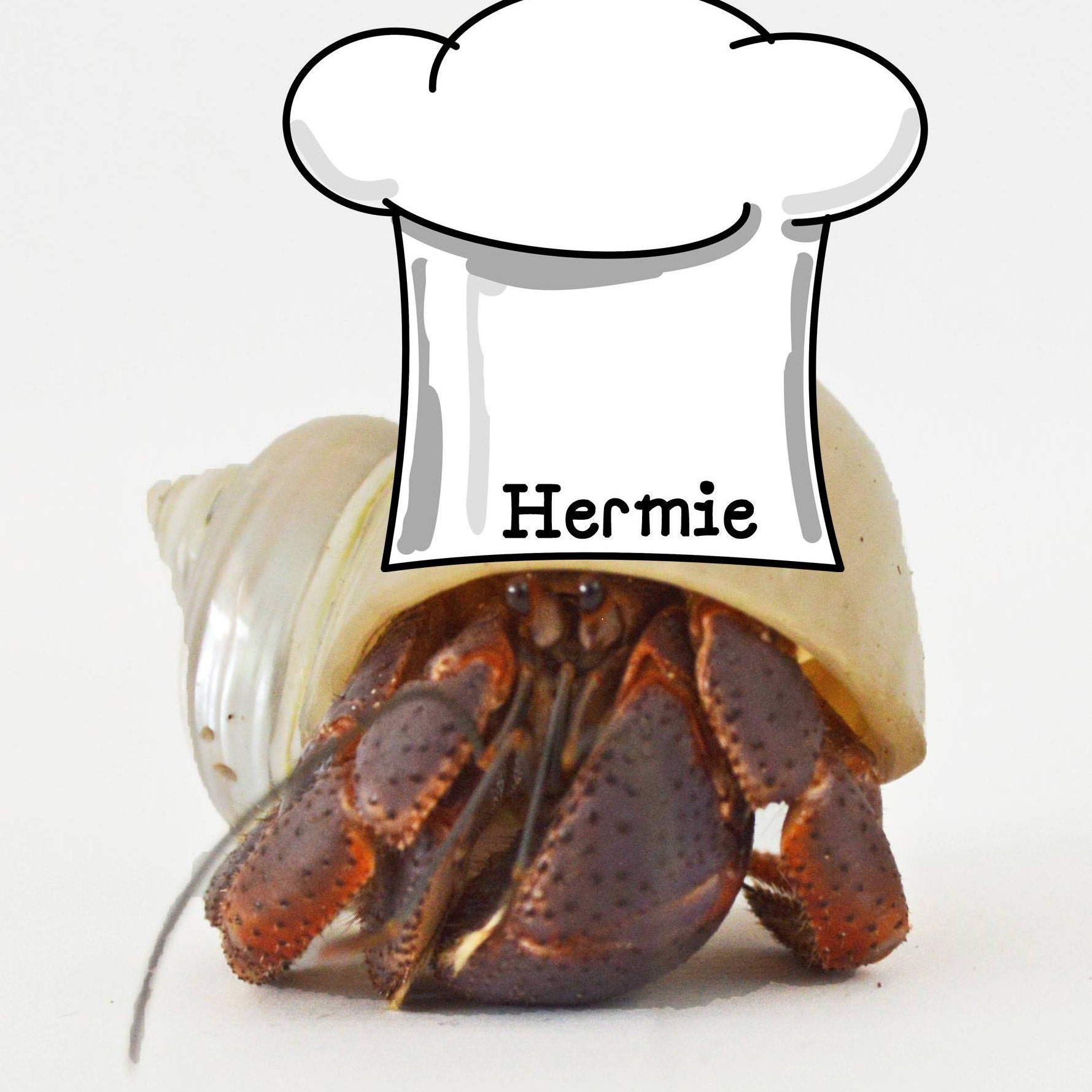 Organic Hermit Crab Food by HermiesKitchen on Etsy