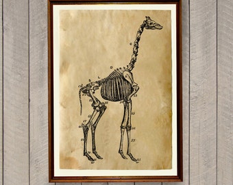 Giraffe skeleton | Etsy