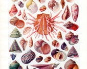 Items similar to TROPICAL SHELLS print, bedroom decor shells, Sea Shell ...