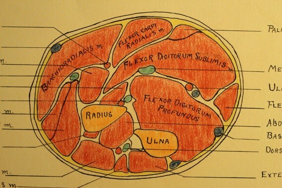 Vintage dessin médical : Avant-bras coupe par BellefonteBowery