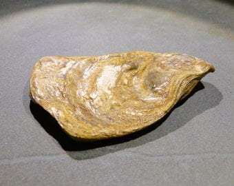 Oyster fossil | Etsy