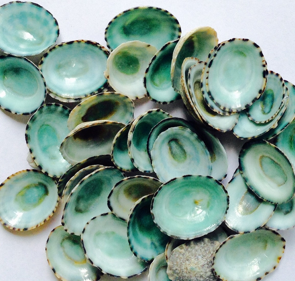 Beach Decor 25 Limpet Shells 3/4 1