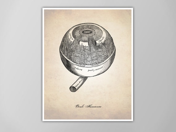 Human Eye Art Print Eyeball Illustration Human Anatomy Eye