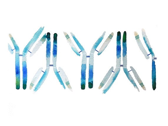IgG Antibody antibodies immunology science art science