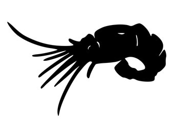 Shrimp decal | Etsy