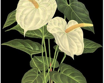 antique botanical print passion flower illustration DIGITAL