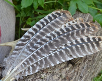 Unique wild turkey feathers related items | Etsy
