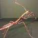 Praying mantis wire sculpture