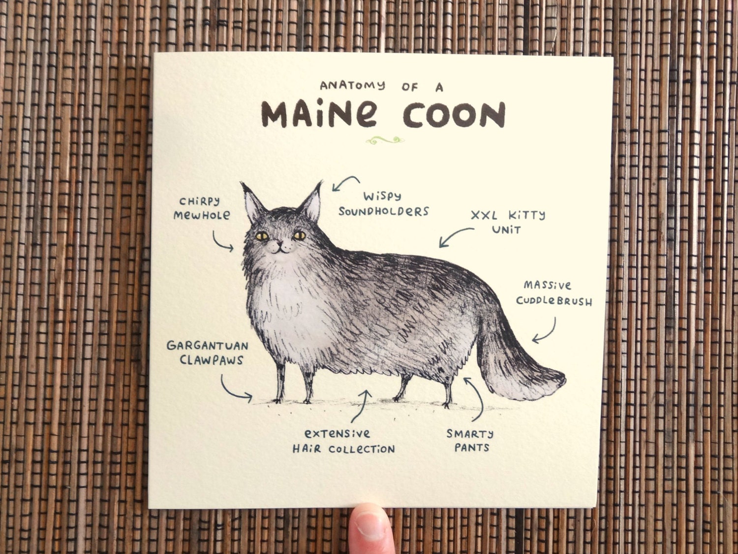 Anatomy Of A Maine Coon Card
