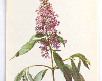 Butterfly bush | Etsy