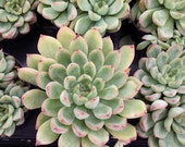 Offering Beautiful Succulent Plants Online by SucculentBeauties