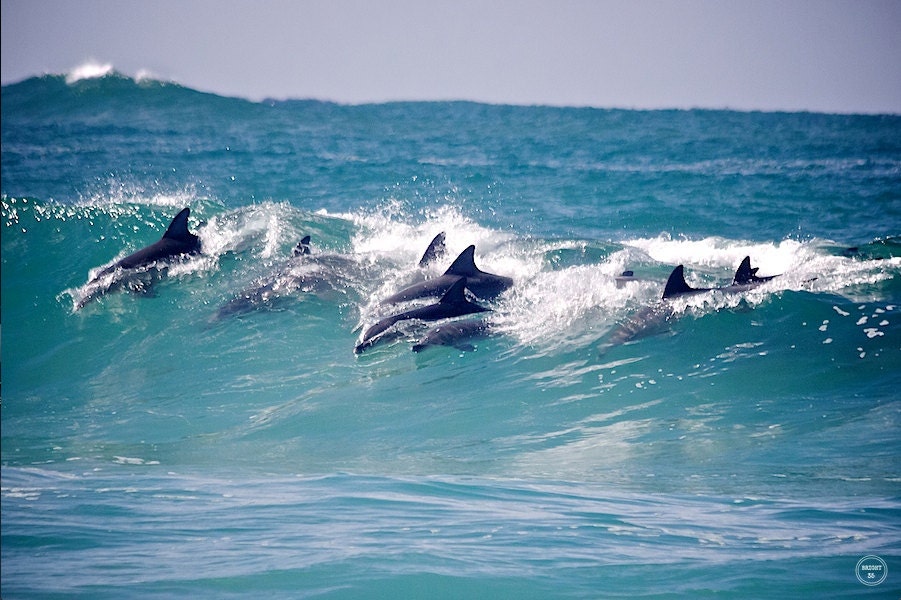 Dolphin Photography Surf Photography Wave Photography Wave