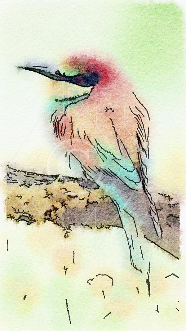 Chandeliers & Pendant Lights