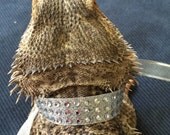 For the Well Cared For Bearded Dragons in Your by PamperedBeardies