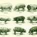 1922 Antique PIG Print Swine Hogs Vintage Farm Animals