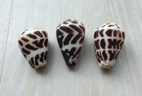 Cone shells Hebrew cone shell Hawaiian cone shells beach