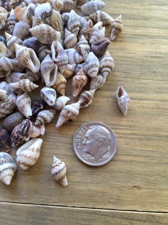 Tiny sea shells genuine natural colored mini tiny sea shells
