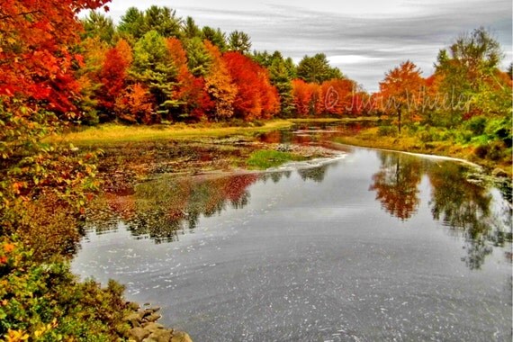 Danbury Bog Danbury New Hampshire Instant Digital Download