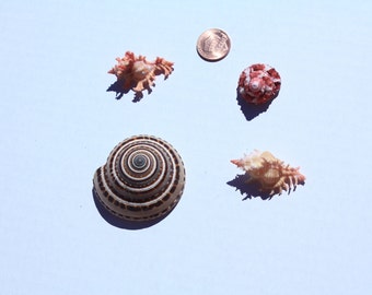 Rare sea shells | Etsy