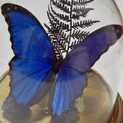 Butterfly Art and Taxidermy Stuff by ButterflyArtDesigns on Etsy