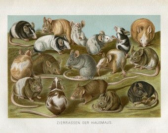 house mouse – Etsy