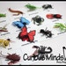 Montessori Insect Animal Match Miniature Animals with