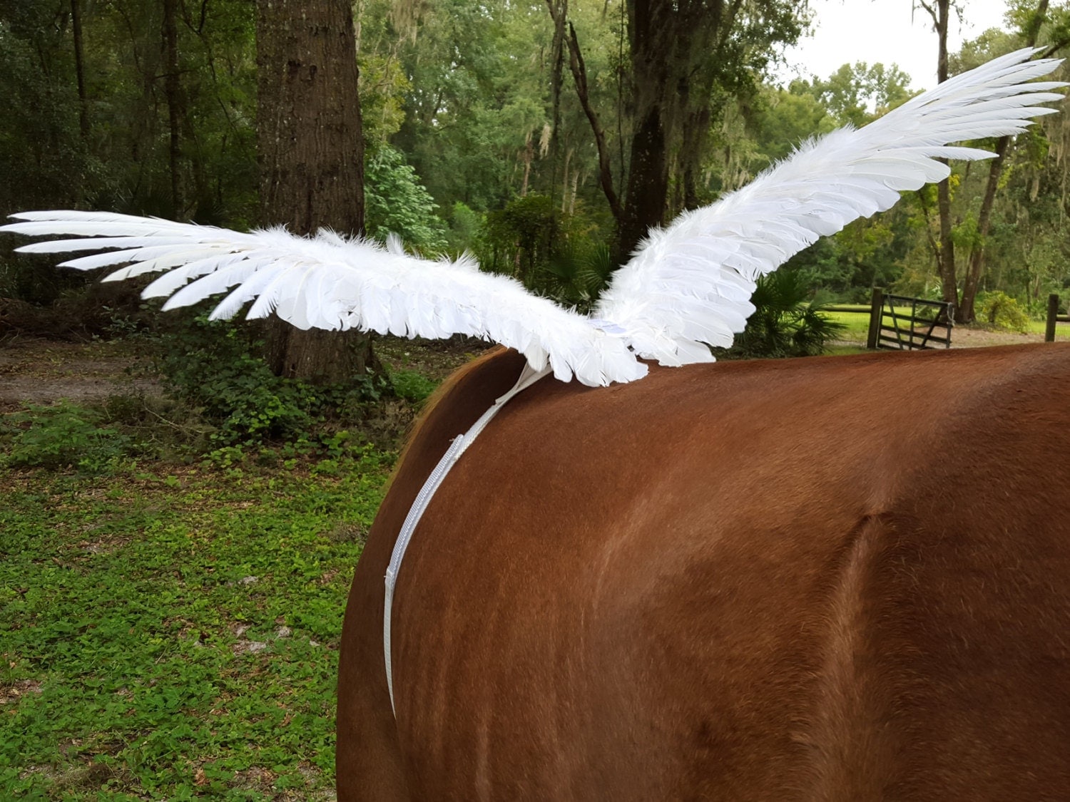 White Horse Wings Feathered Wings for Horse Pony or