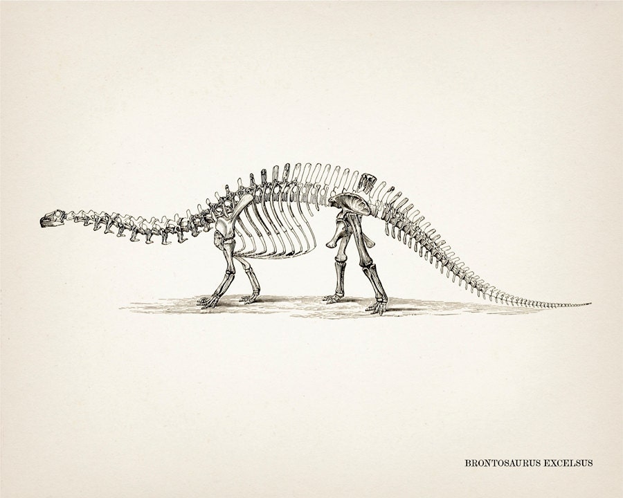 Brontosaurus Skeleton DI-06 Fine art print by ThePrintedVintage